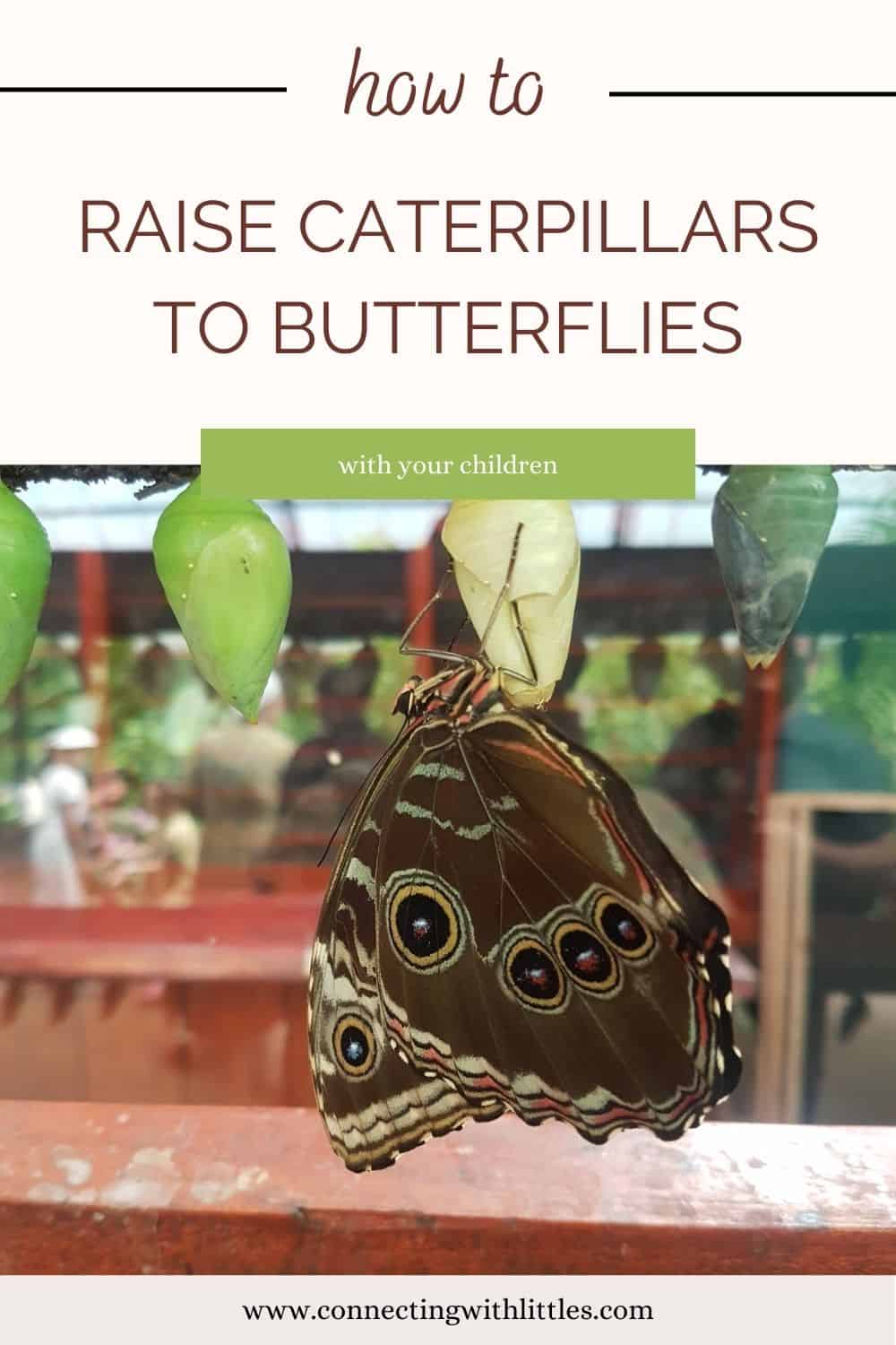 How to Raise Caterpillars to Butterflies - Connecting with Littles
