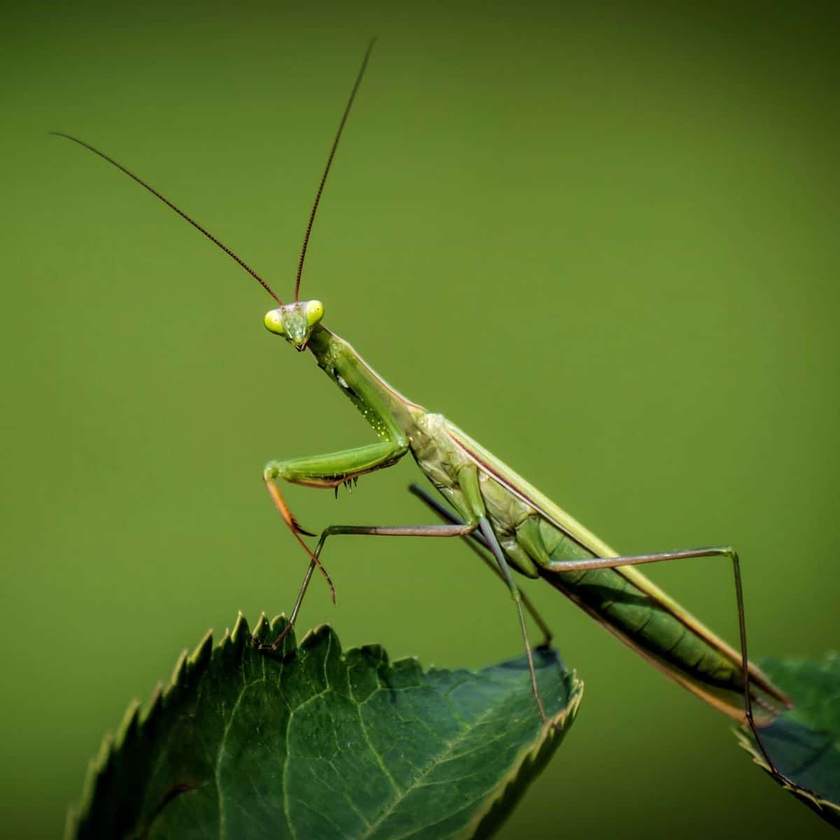 Observing the Praying Mantis Life Cycle with Your Children - Connecting ...